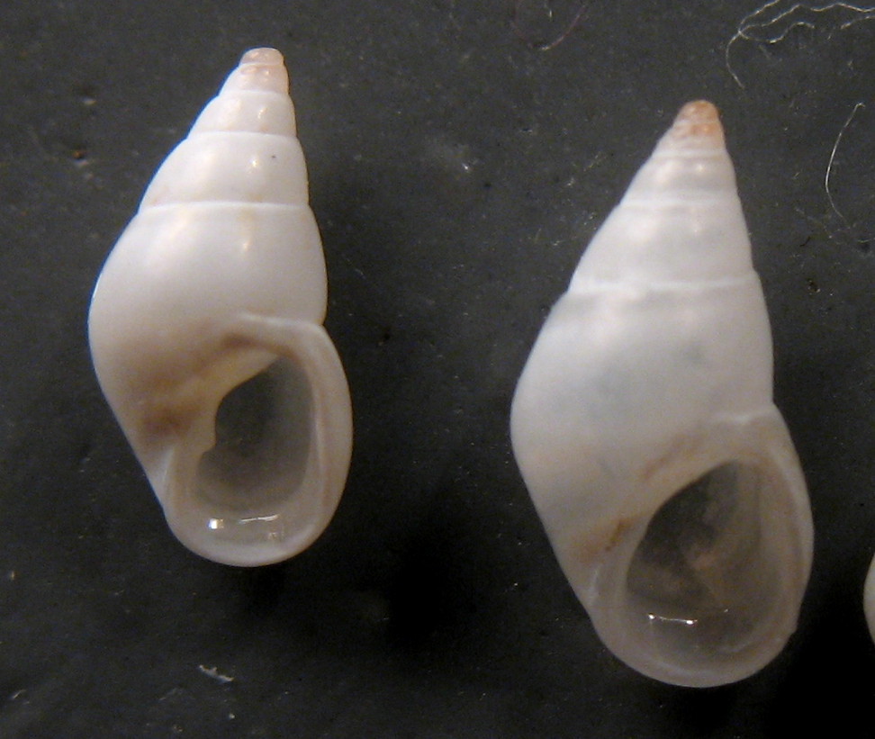 Variabilità di Rissoa monodonta? , Natura Mediterraneo | Forum Naturalistico